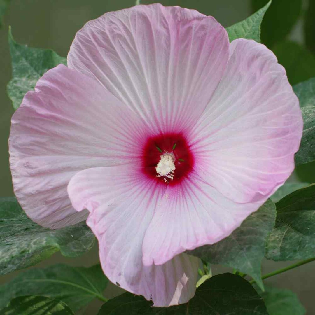 Hibiscus Luna Pink Flower Seeds for Container Gardening - 10 Seeds - Etsy