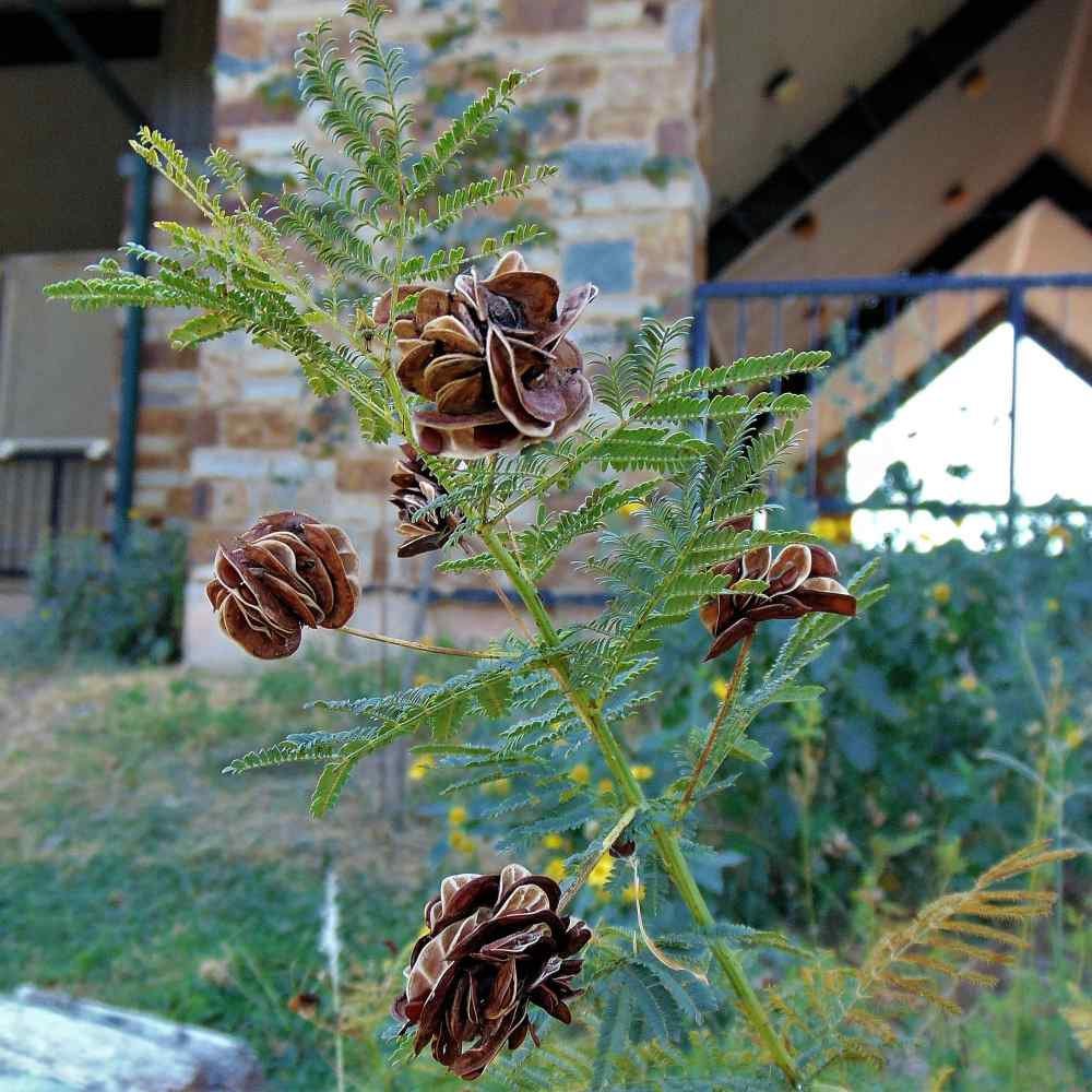 Illinois Bundleflower Seeds - Desmanthus Illinoensis Bundleflower ...