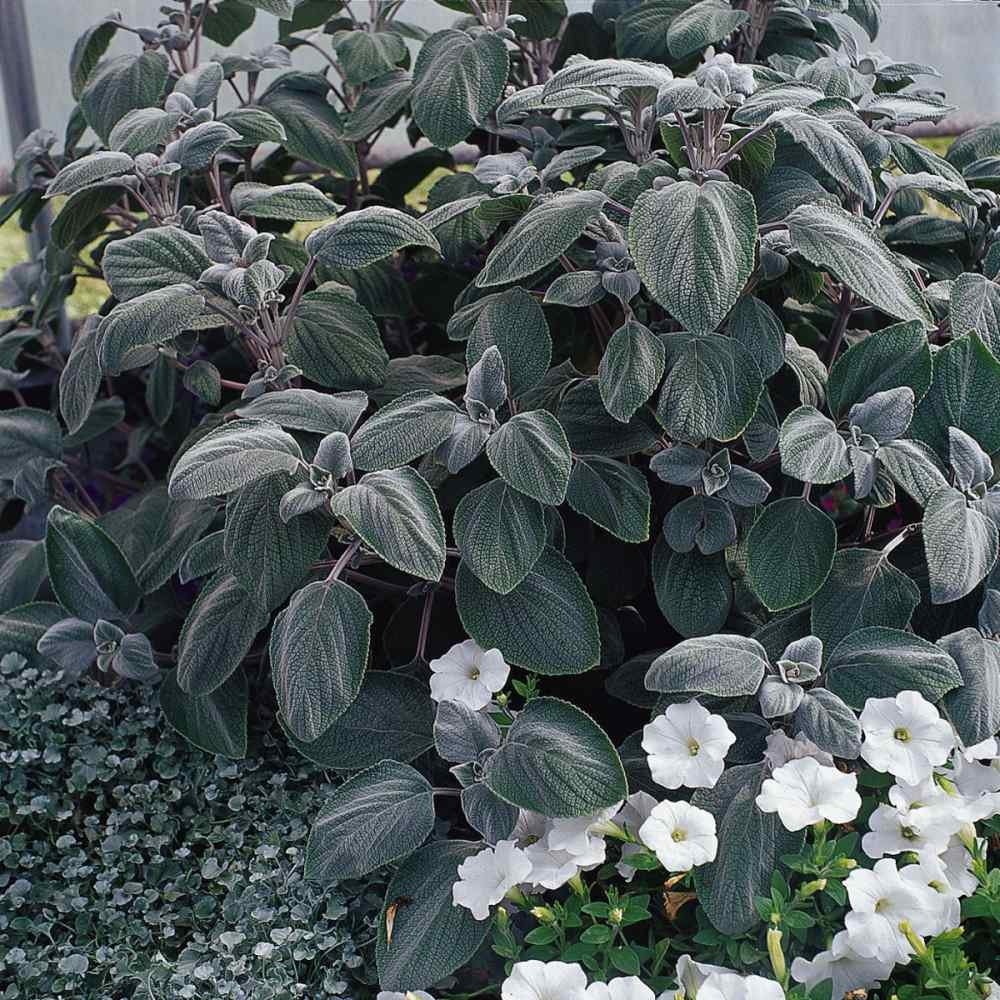 Plectranthus Argentatus Silver Shield - Silver Spurflower Flower Seed ...