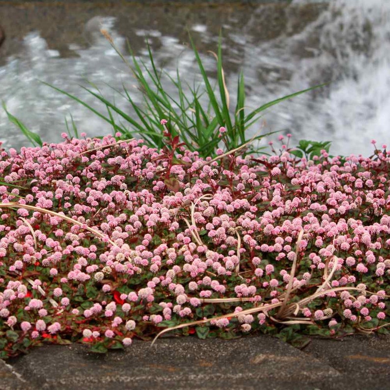 Polygonum Capitatum Seed - Pink Knotweed Ground Cover Seeds - 2000 ...