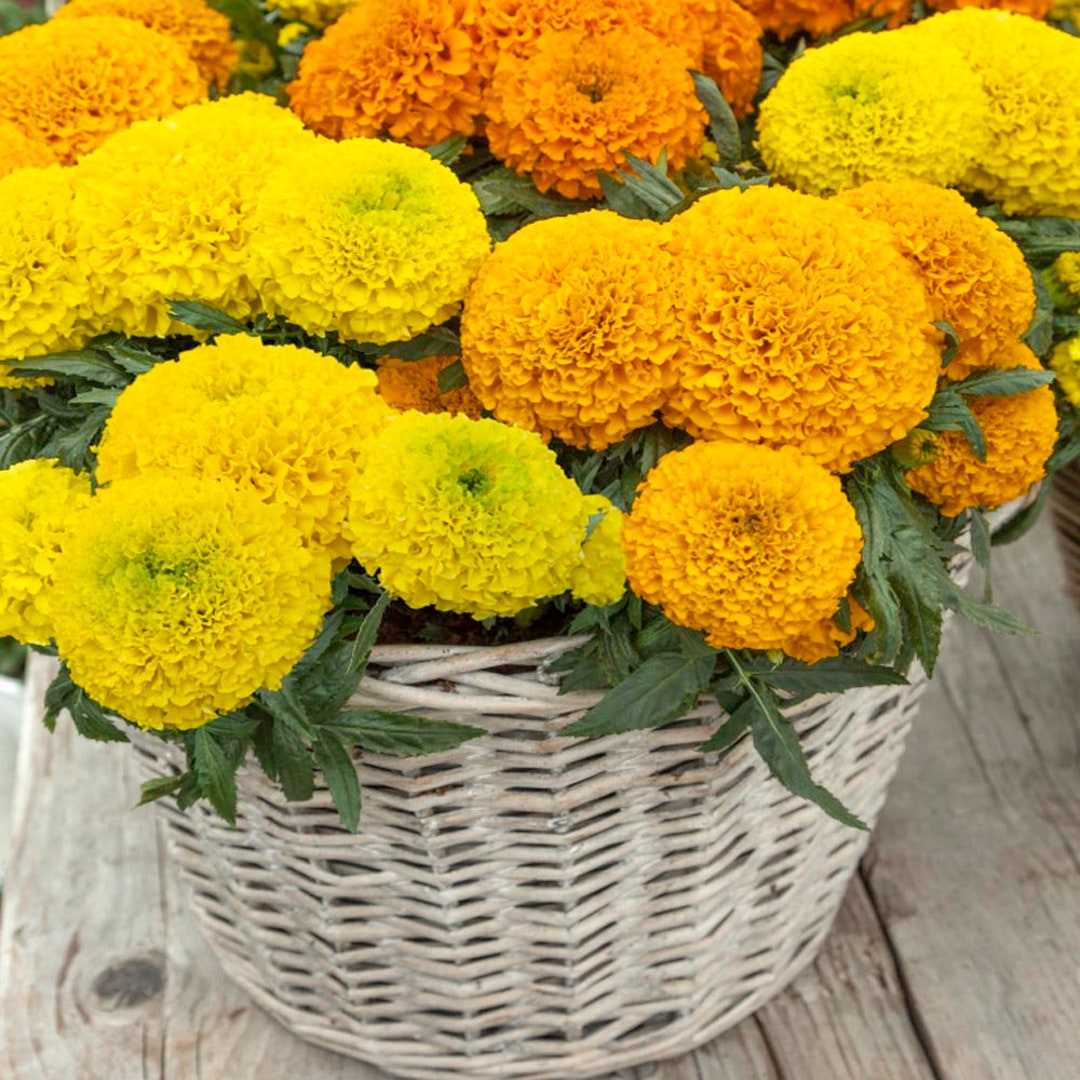 Tagetes Erecta African Marigold Taishan Flower Seed Mix - 100 Seeds - Etsy