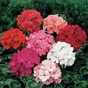 Geranium Flower Seed Mix for Best Geranium Drought Tolerant Plants ...