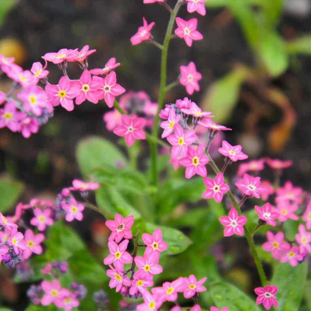Rose Forget Me Not Myosotis Flower Seed - 10000 Seeds - Etsy