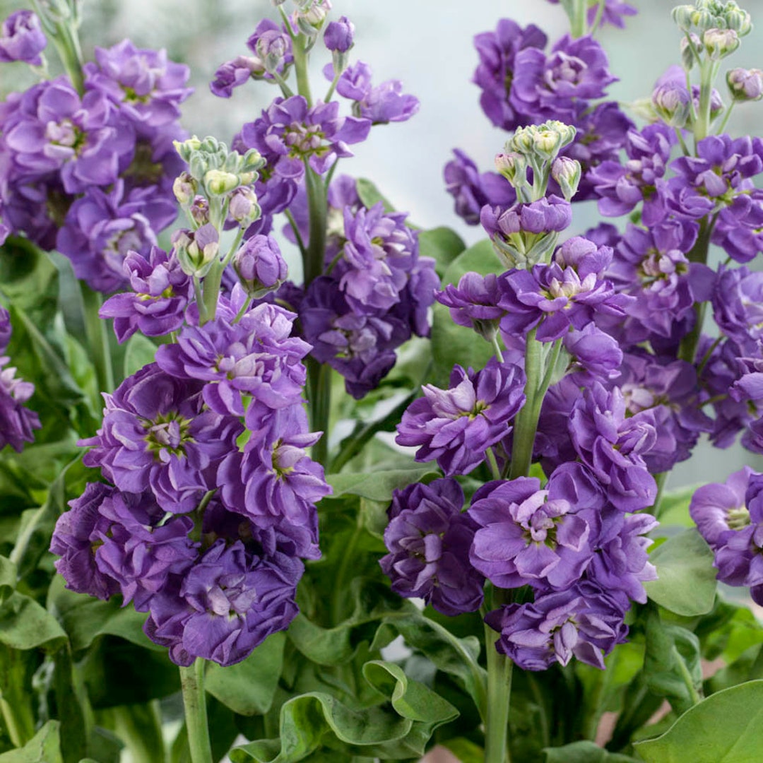 Stock Seed - Matthiola Incana Flower Seeds - 1000 Seeds - Etsy