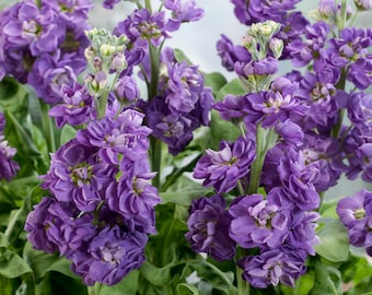 Mimulus X Hybrida Magic Blotch Flower Seed Mix 200 Seeds - Etsy