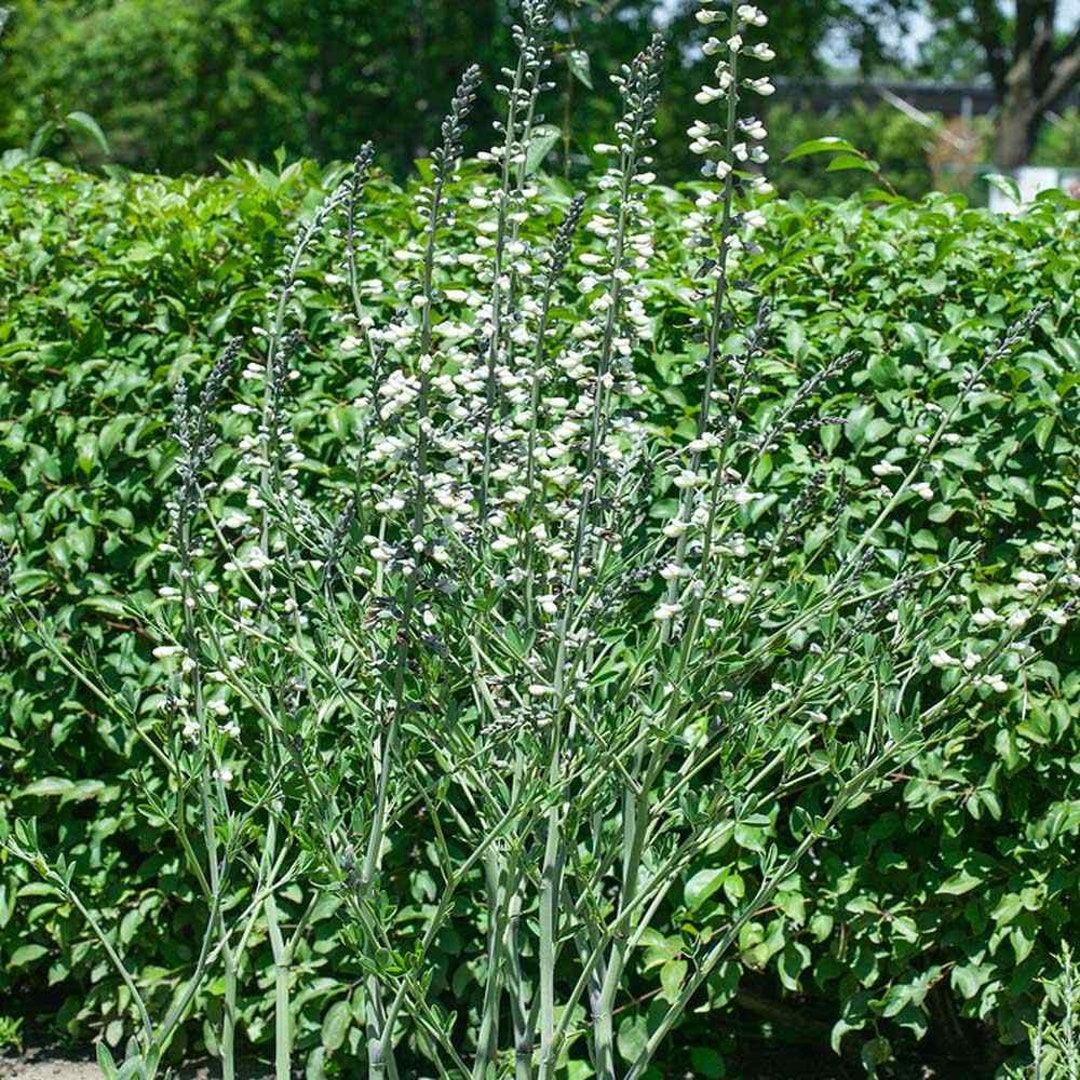 Perennial Baptisia Alba White Wild Indigo Garden Flower Plant Seeds ...