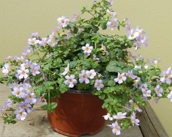 Pansy Seed Mix Pansy Matrix Ocean Breeze Mix 50 Seeds - Etsy