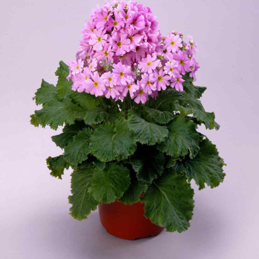 Fairy Primrose Seeds - Primula Malacoides Pink Flower Seed - 1000 Seeds ...