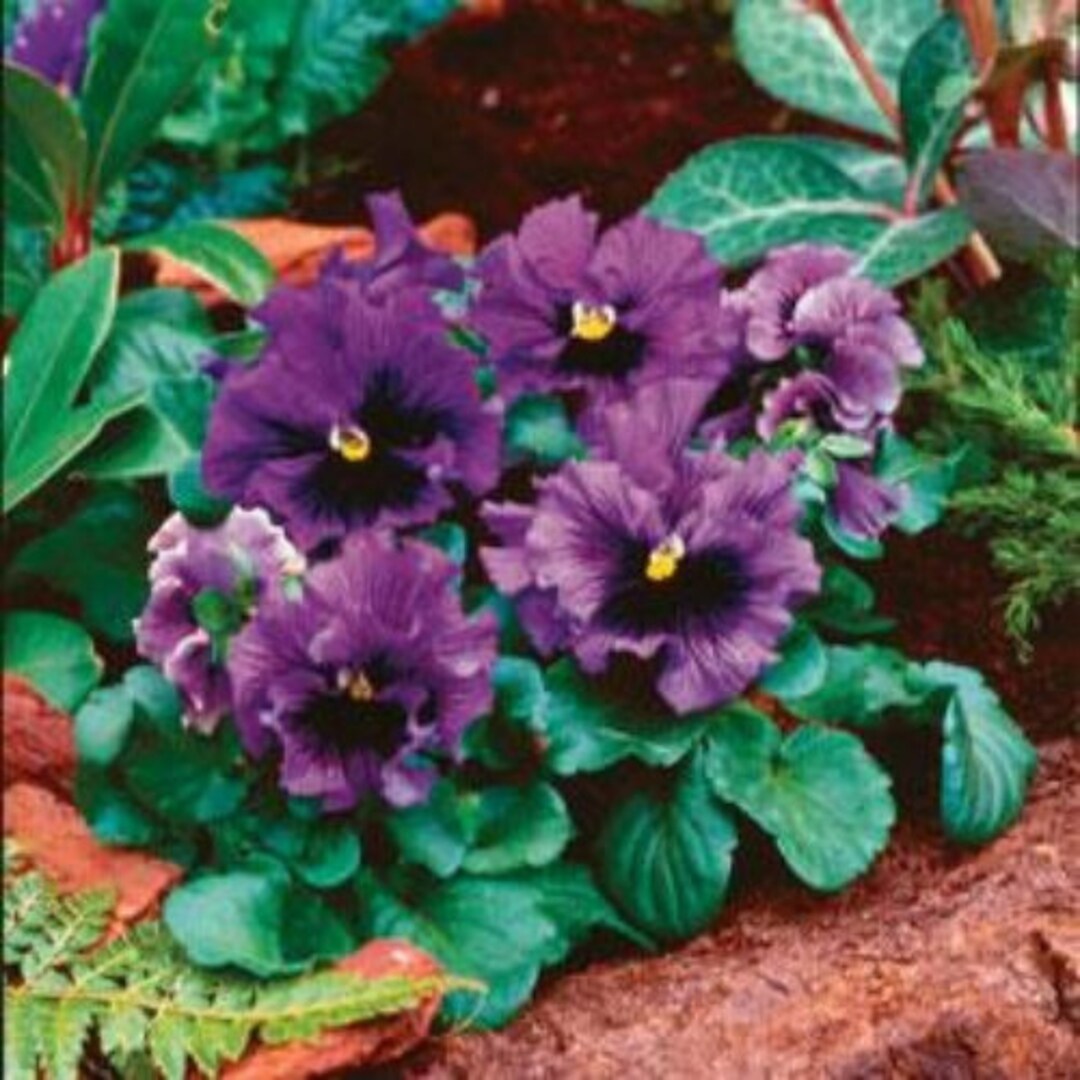 Pansy Frizzle Sizzle Blue Seeds - Blue Pansies Flower Seed - 100 Seeds - Etsy