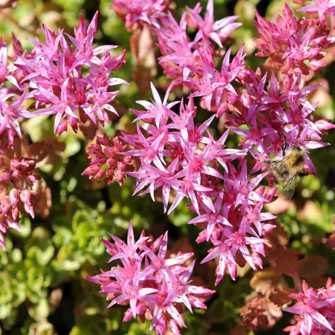 Sedum Stoloniferum Seed - Stolon Stonecrop Ground Cover Seeds - 2000 ...