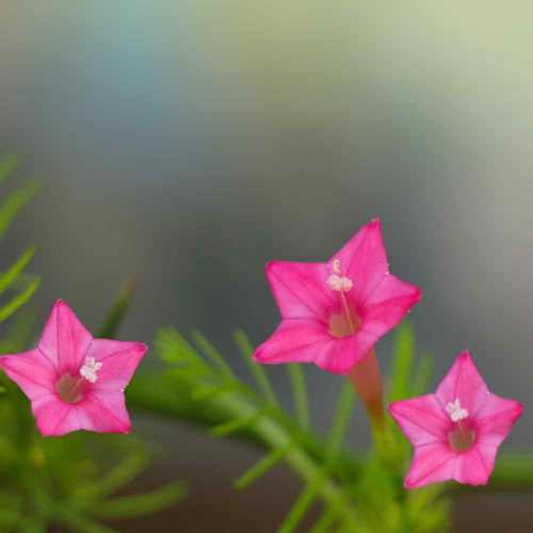 Cypress Vine Seed - Ipomoea Pennata Rose Flower Seeds - 200 Seeds - Etsy