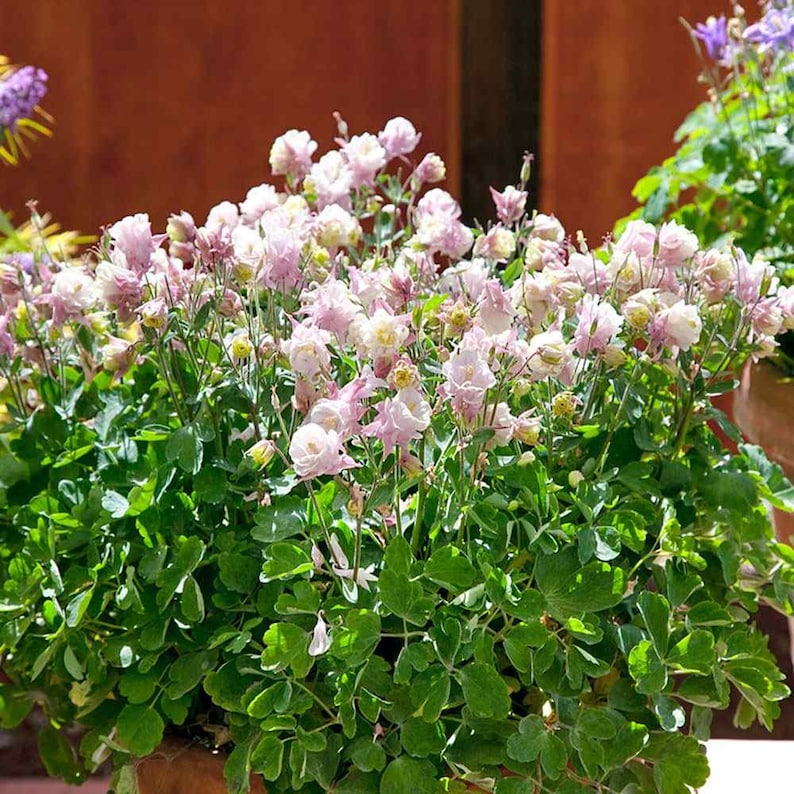 Columbine Winky Double Rose White Garden Flower Seeds 20 Seeds - Etsy