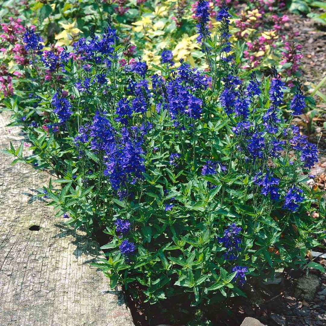 Veronica Teucrium Royal Blue Speedwell Garden Flower Seeds - 2000 Seeds ...