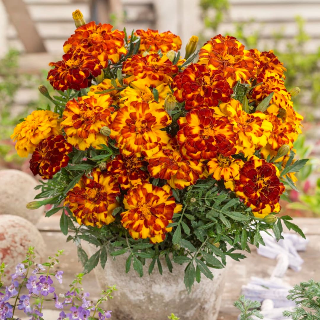 French Marigold Tagetes Patula Durango Bolero Flower Seeds - 500 Seeds ...