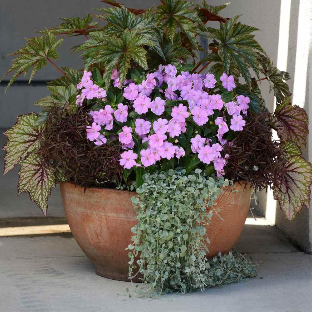 Dichondra Seeds - Dichondra Argentea Silver Falls Ground Cover Seed ...
