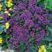 Heliotrope Seeds - Heliotropium Arborescens Marine Flower Seed - 2000 ...