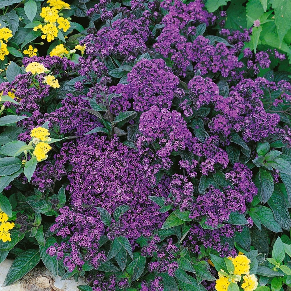 Heliotrope Seeds - Heliotropium Arborescens Marine Flower Seed - 2000 ...