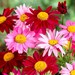 Chrysanthemum Seeds - Pyrethrum Coccineum Robinson's Mix Flower Seed ...