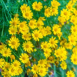 Dahlberg Daisy Seeds - Thymophylla Tenuiloba Ground Cover Seed - 10000 ...