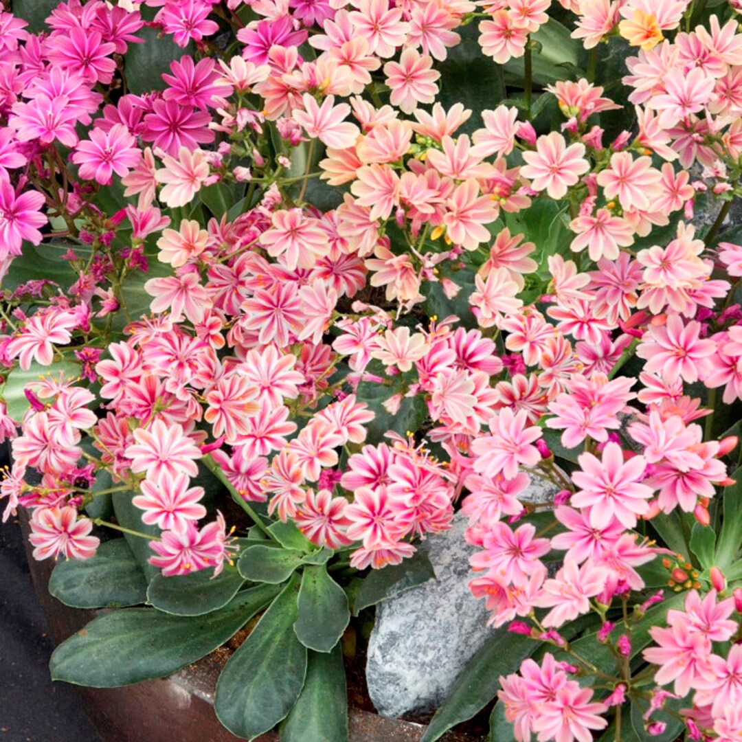 Lewisia Seeds - Alpine Garden Flower Seeds - 20 Seeds - Etsy