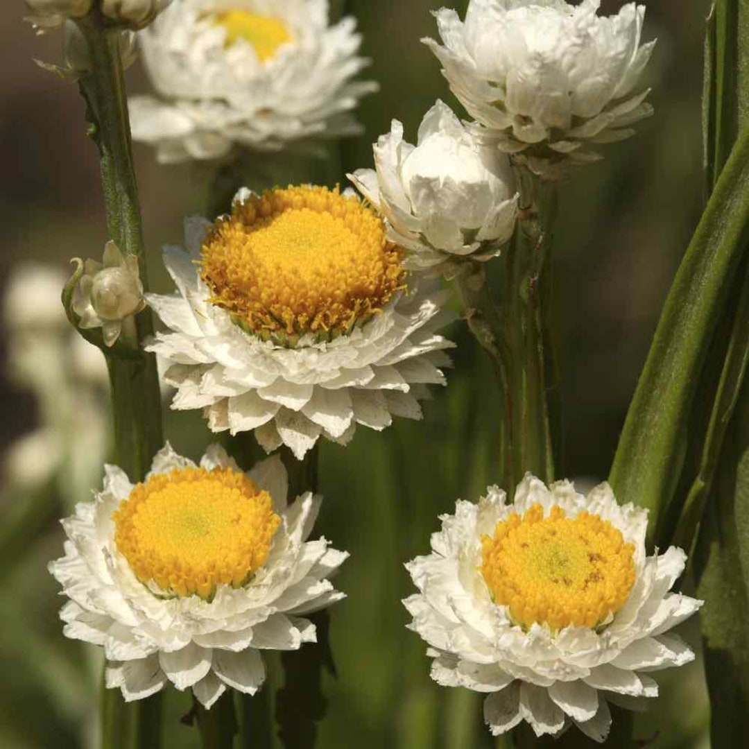 Ammobium Alatum Seeds - Winged Everlasting Flower Seed - 10000 Seeds - Etsy