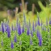 Veronica Seeds - Spike Speedwell Flower Seed - 1000 Seeds - Etsy