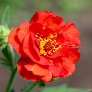 Geum Seed - Geum Avens Mrs. Bradshaw Flower Seeds - 4000 Seeds - Etsy