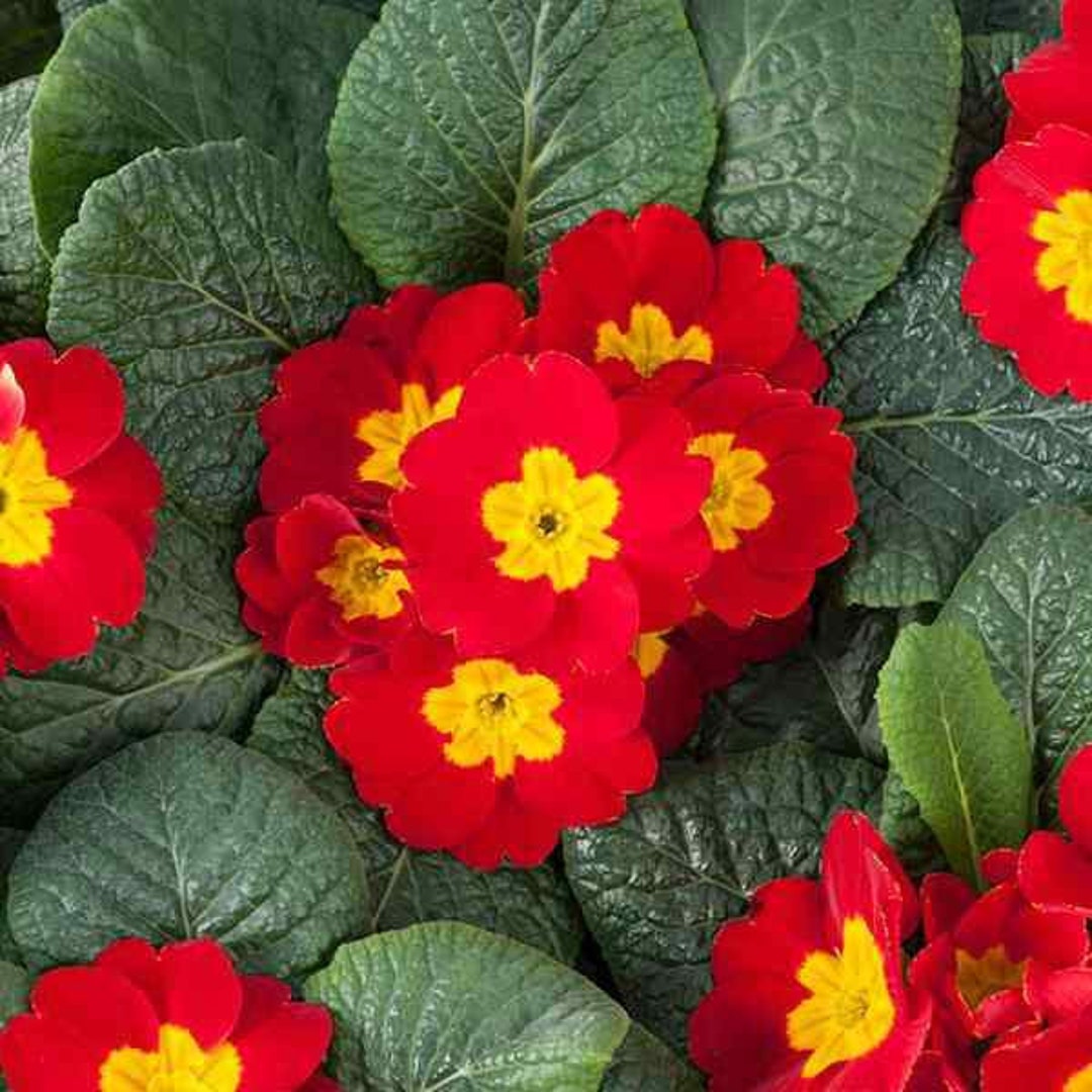 Primrose Seeds - Scarlet Primula Acaulis Flower Seed - 100 Seeds - Etsy