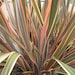 Phormium Tenax New Hybrids - New Zealand Flax Ornamental Grass - 100 ...