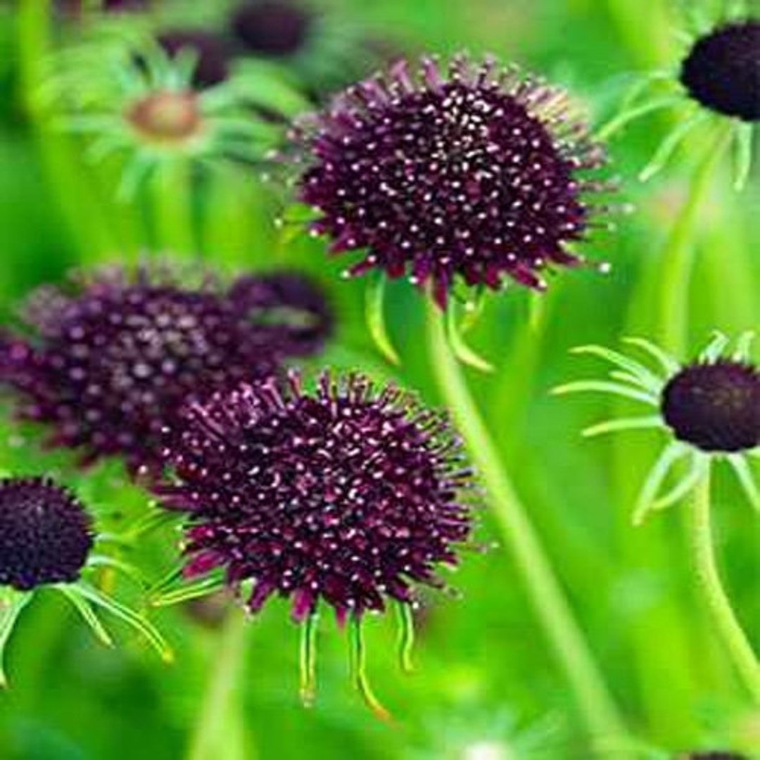 Scabiosa Purple Pincushion Drought Tolerant Garden Flower Plant Seed ...