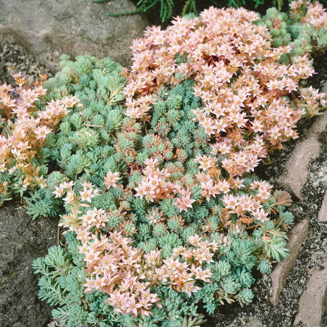 Sedum Hispanicum Seed - Spanish Stonecrop Ground Cover Seeds - 2000 ...