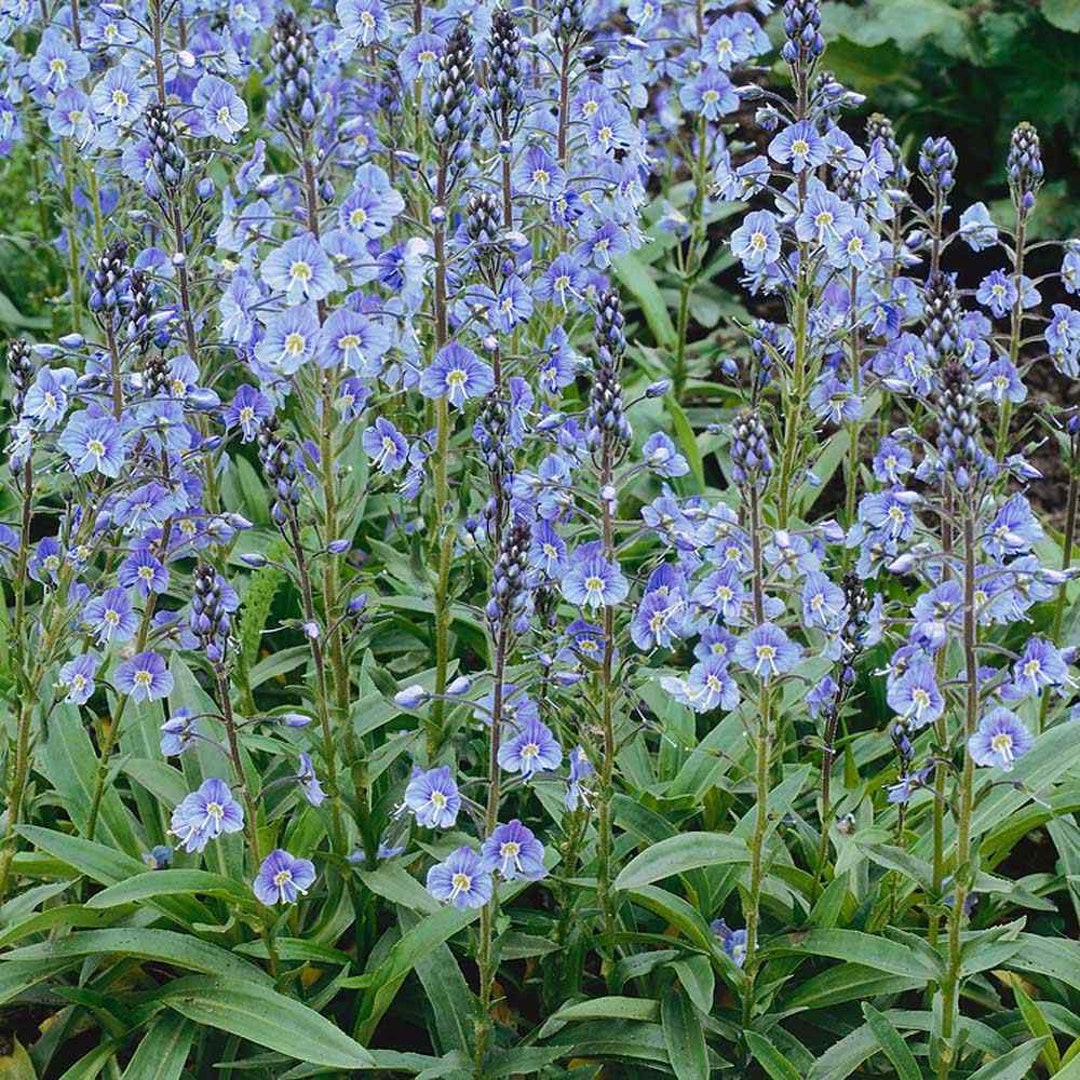 Perennial Gentian Speedwell Veronica Blue Streak Garden Flower Seeds ...