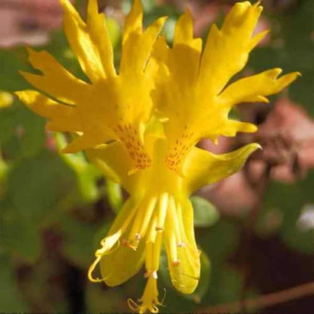 Nasturtium Seeds - Tropaeolum Peregrinum Canary Creeper Flower Seed ...