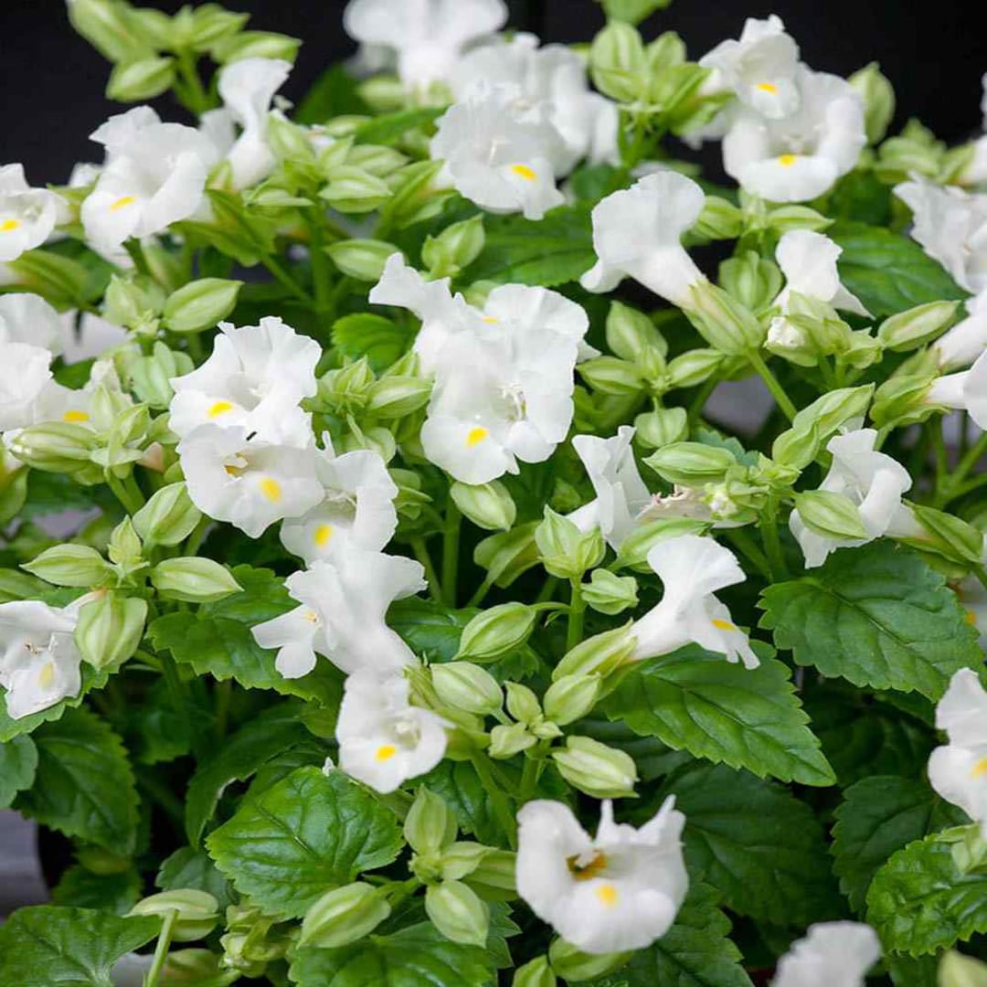 White Torenia Wishbone Flowers Grown From Flower Seeds - 100 Seeds - Etsy