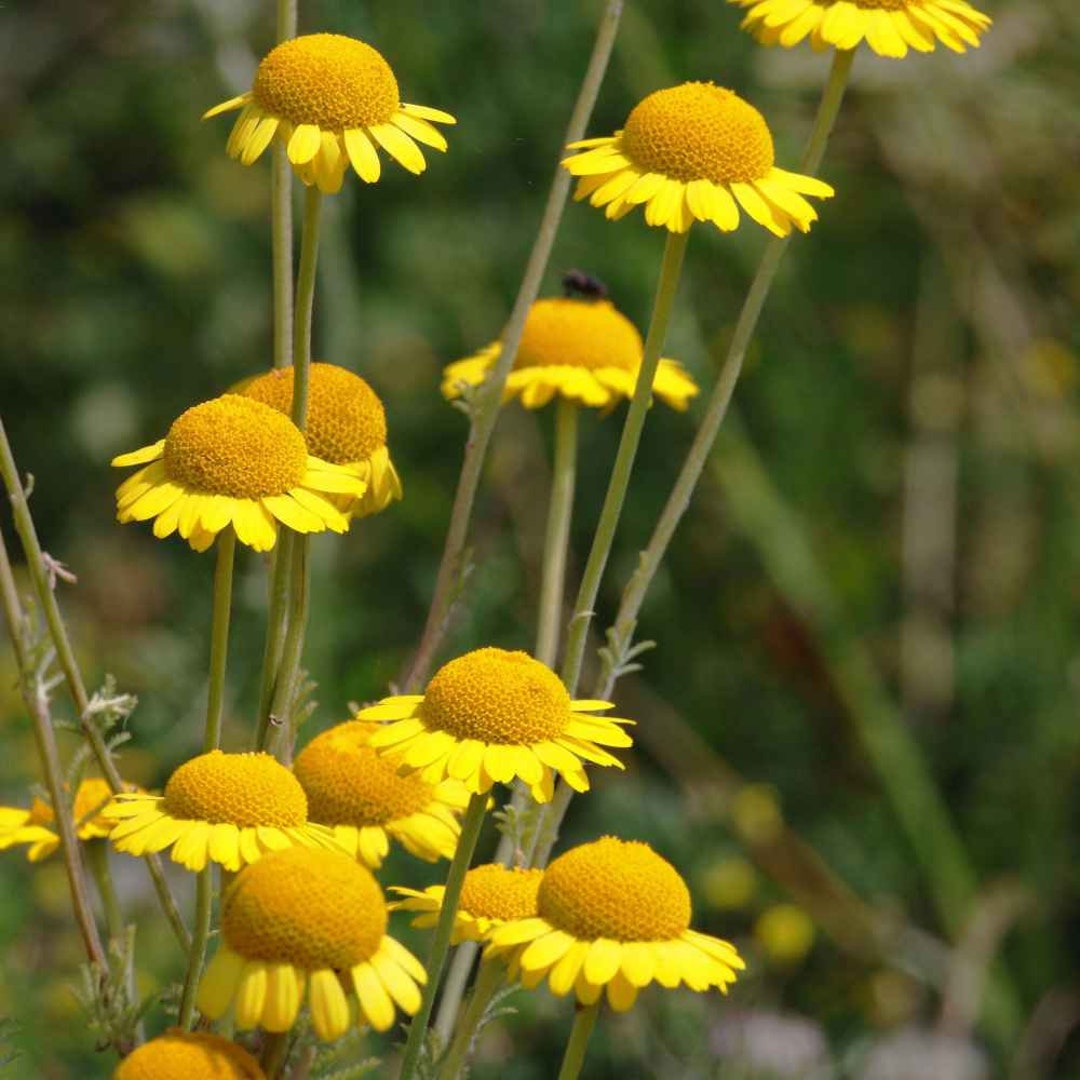 Golden Marguerite Daisy Seed - Anthemis Tinctoria Flower Seeds - 10000 ...