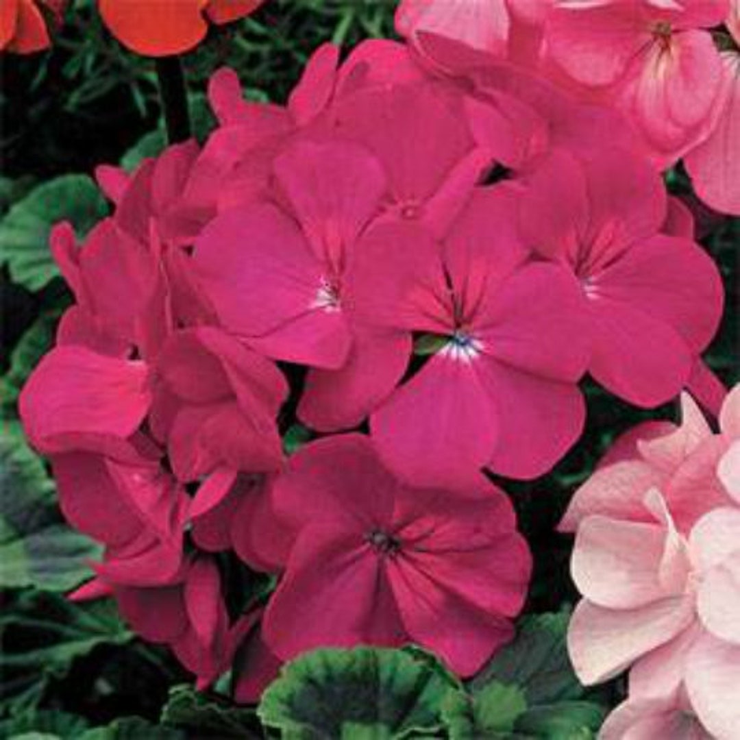 Geranium Drought Resistant Pelargonium Zonale Violet Garden Flowers ...