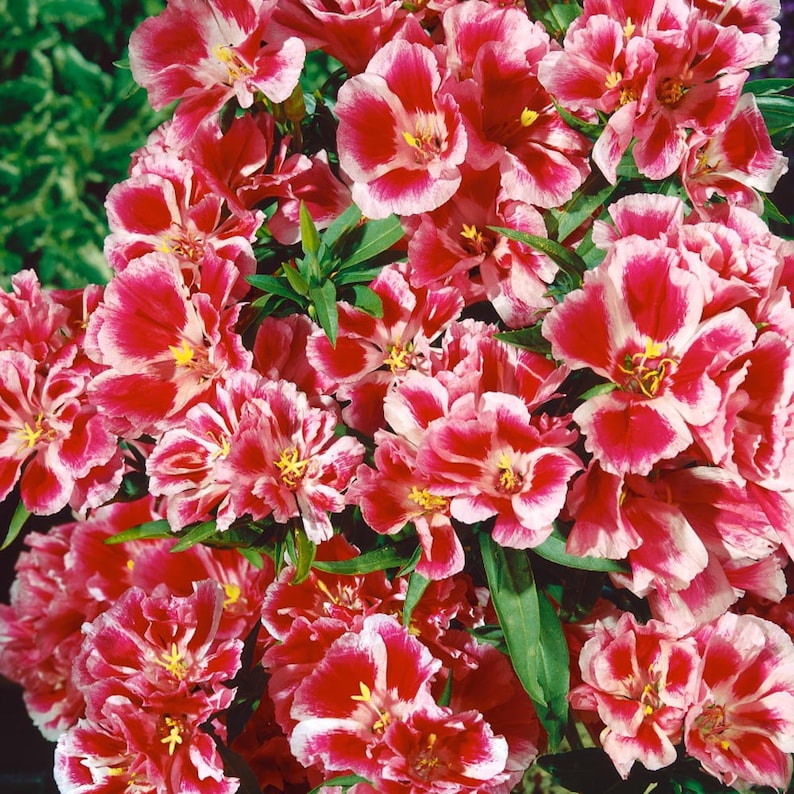 Godetia Seeds Clarkia Farewell-to-spring Flower Seeds - Etsy