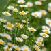 Creeping Daisy Seeds Chrysanthemum Paludosum Flower Seeds 10000 Seeds ...