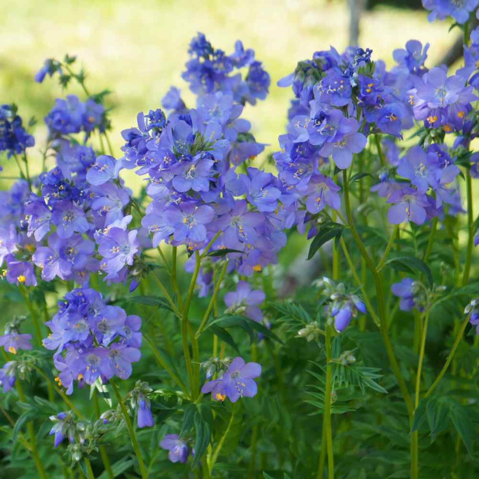 Polemonium Seeds Blue Jacob's Ladder Flower Seed 1000 - Etsy