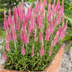 Veronica Spicata Pink Goblin Garden Spiked Speedwell Flower Seeds - 200 ...