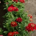 Zinnia Seeds - Zinnia Elegans Meteor Flower Seed - 1000 Seeds - Etsy