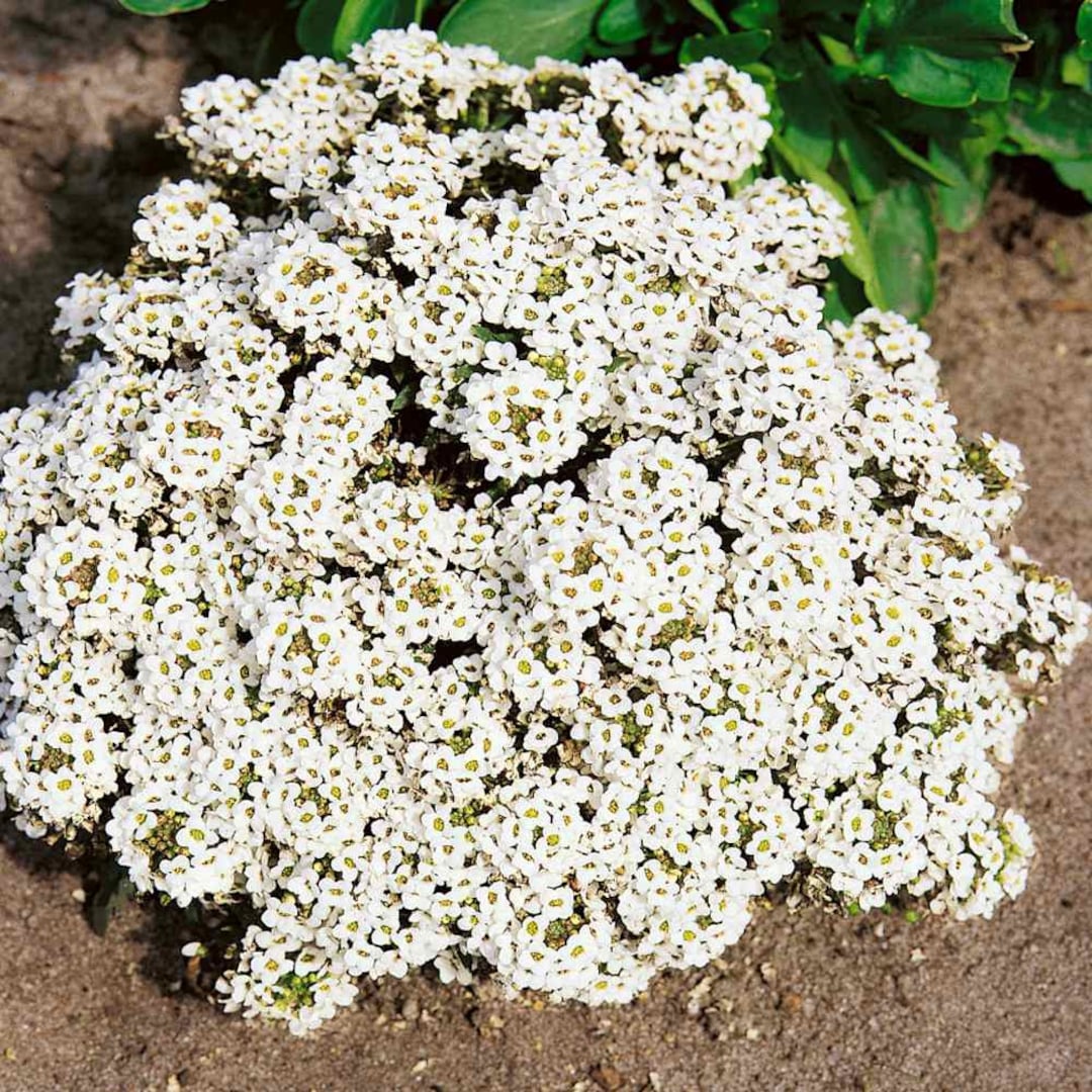 Dwarf Alyssum Seeds - Tiny Tim Flower Seeds - 10000 Seeds - Etsy