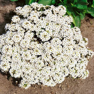 Dwarf Alyssum Seeds - Tiny Tim Flower Seeds - 10000 Seeds - Etsy