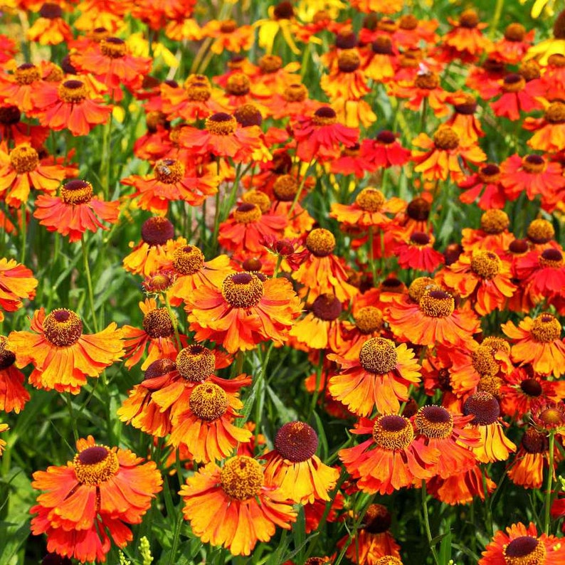 Helenium Seeds Sneezeweed Helenium Autumnale Flower Seed 2000 Seeds - Etsy