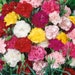 Carnation Seeds Dianthus Caryophyllus Chabaud Mix Flower Seeds 1000 ...