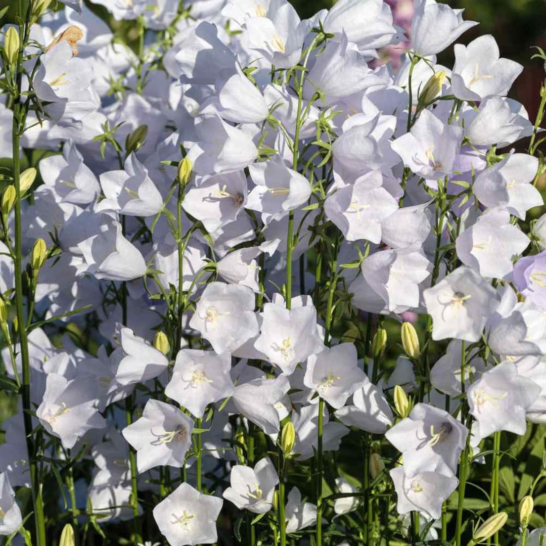 Canterbury Bells Seed - Campanula Medium White Flower Seeds - 10000 ...