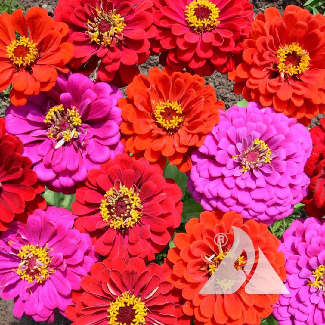 Zinnia Elegans Merlot Flower Seed Mix - 2000 Seeds - Etsy