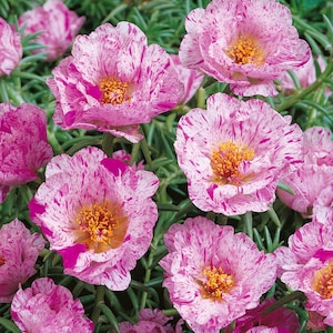 Peppermint Moss Rose Ground Cover Plant Seeds - 500 Seeds - Etsy