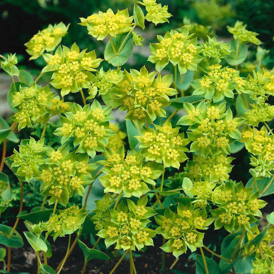 Bupleurum Seed - Hare's Ear Bupleurum Flower Seeds - 1000 Seeds - Etsy