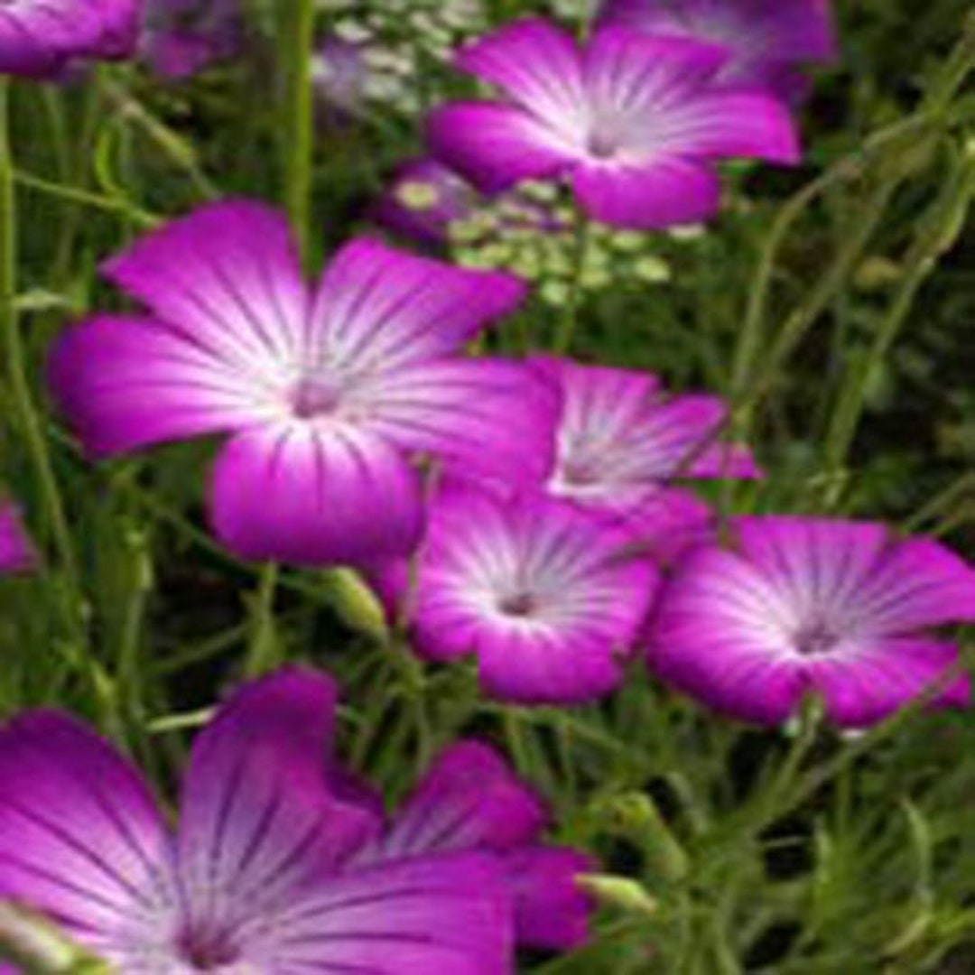 Agrostemma Purple Queen Flower Seeds - 1000 Seeds - Etsy